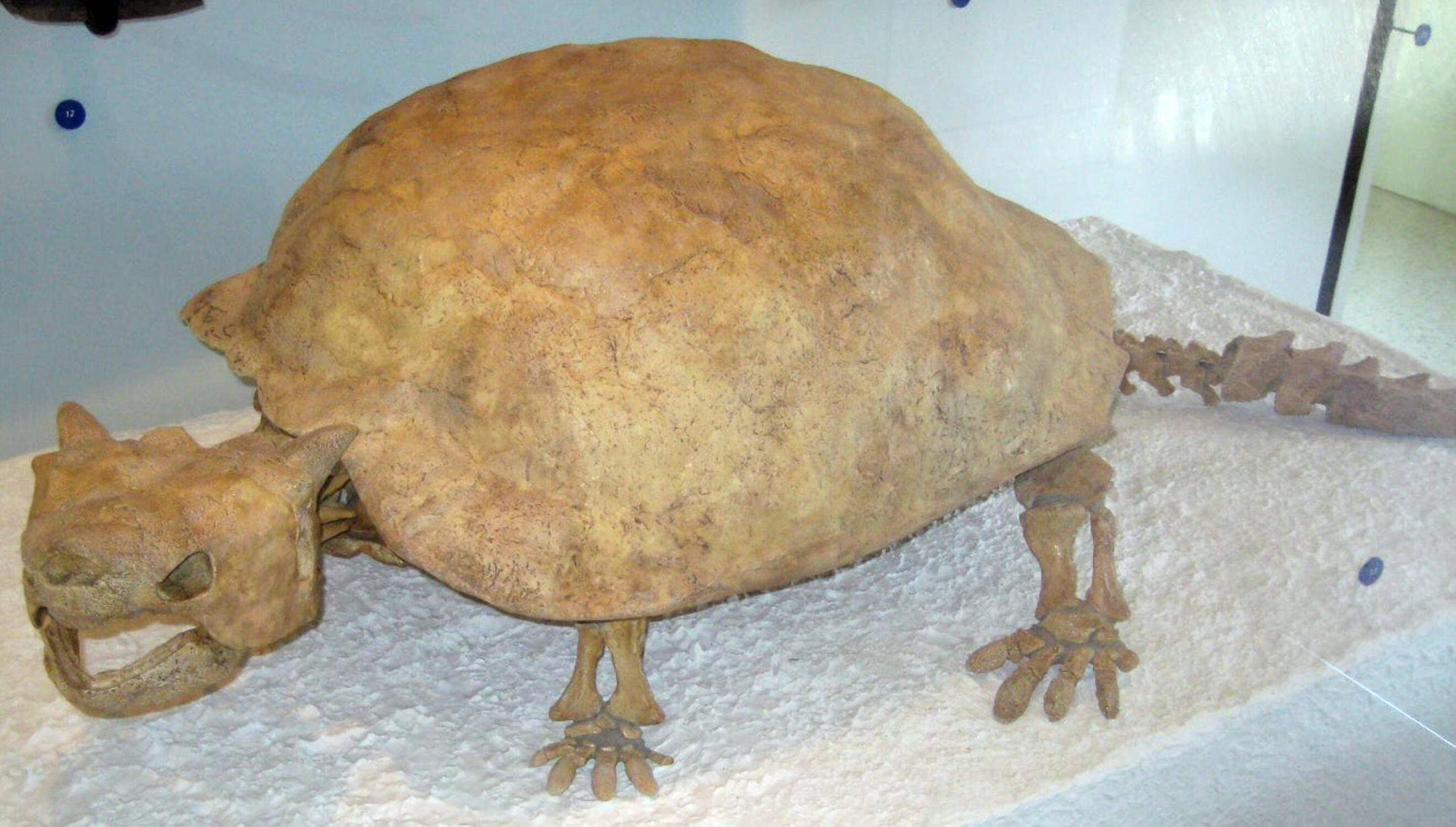 Extinct Meiolania Stem Turtle Glossy Poster Picture Photo Print Banner ...