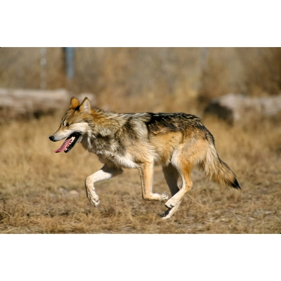 Extinct Mexican Wolf Gray Lobo Glossy Poster Picture Photo Print Banner ...