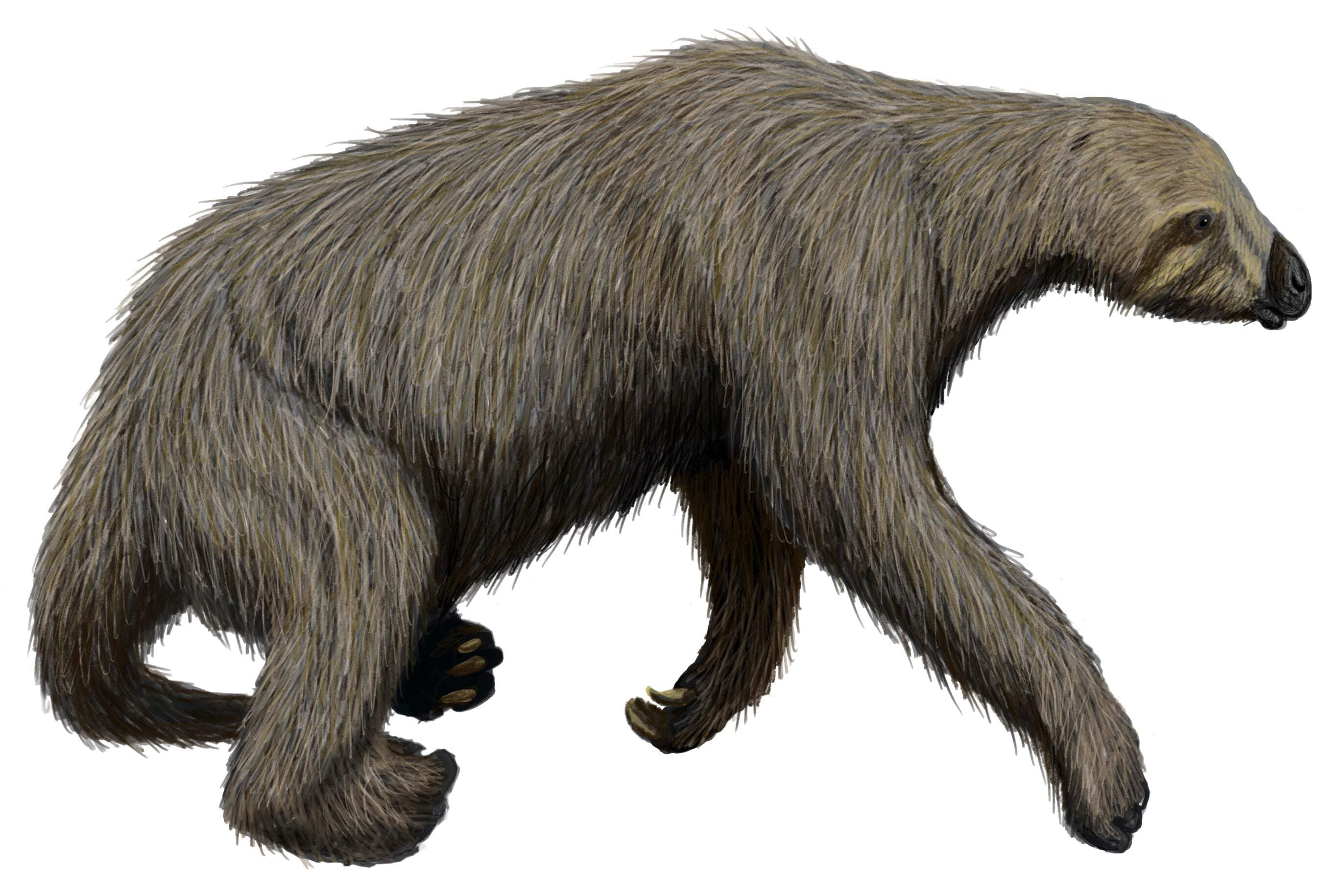 EXTINCT NOTHROTHERIOPS SLOTH GLOSSY POSTER PICTURE PHOTO PRINT BANNER ...