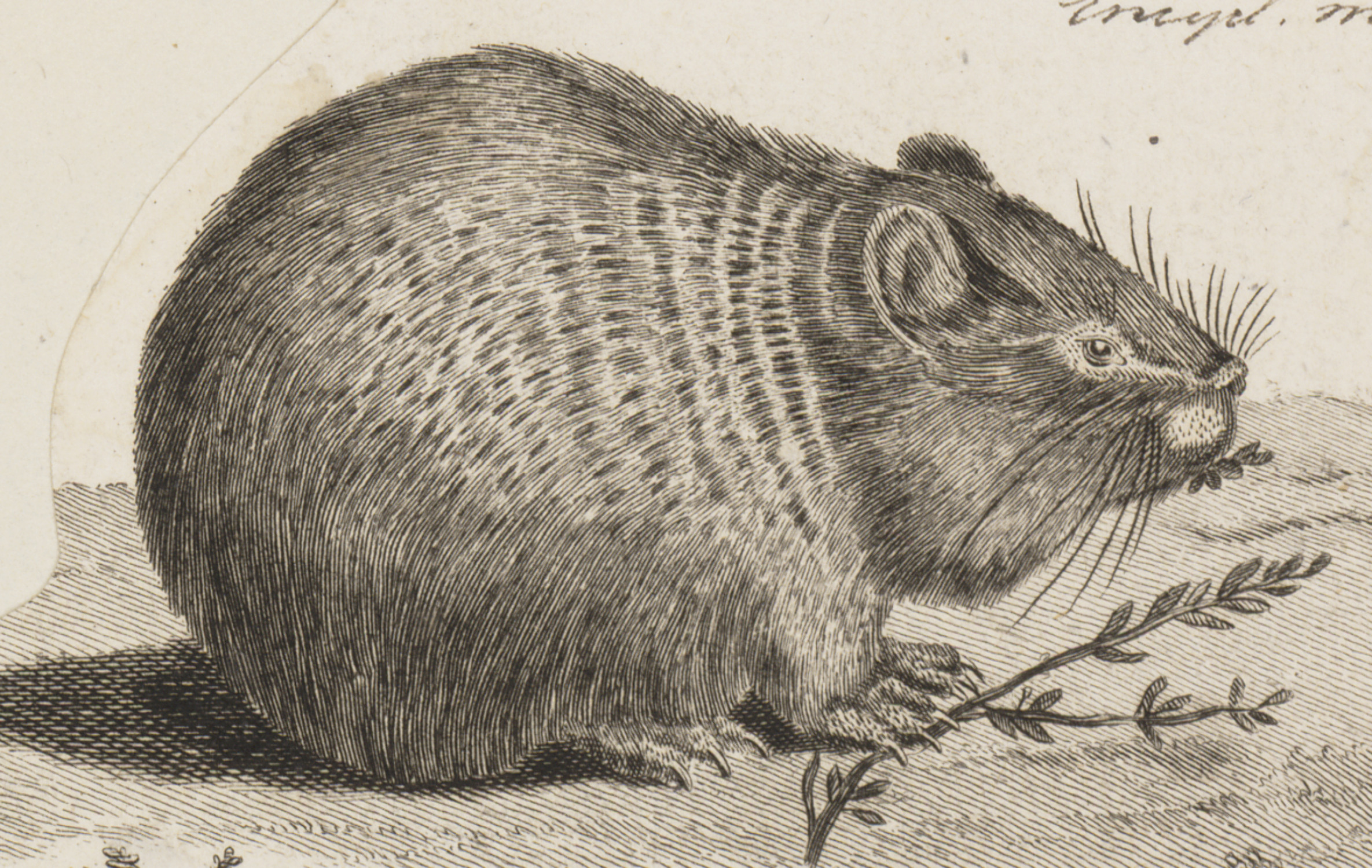 EXTINCT STEPPE PIKA GLOSSY POSTER PICTURE PHOTO PRINT BANNER ...