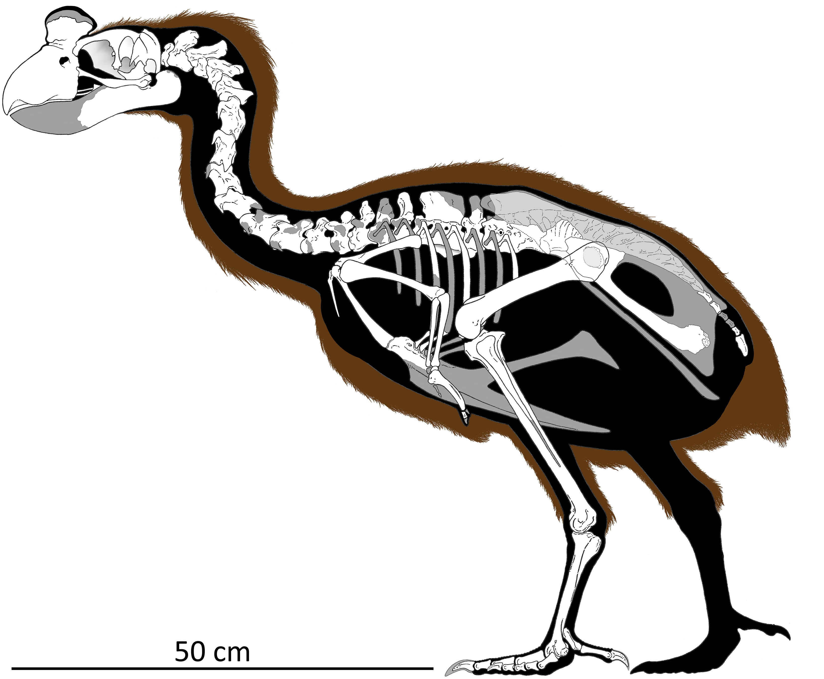 EXTINCT SYLVIORNIS BIRD GLOSSY POSTER PICTURE PHOTO PRINT BANNER ...