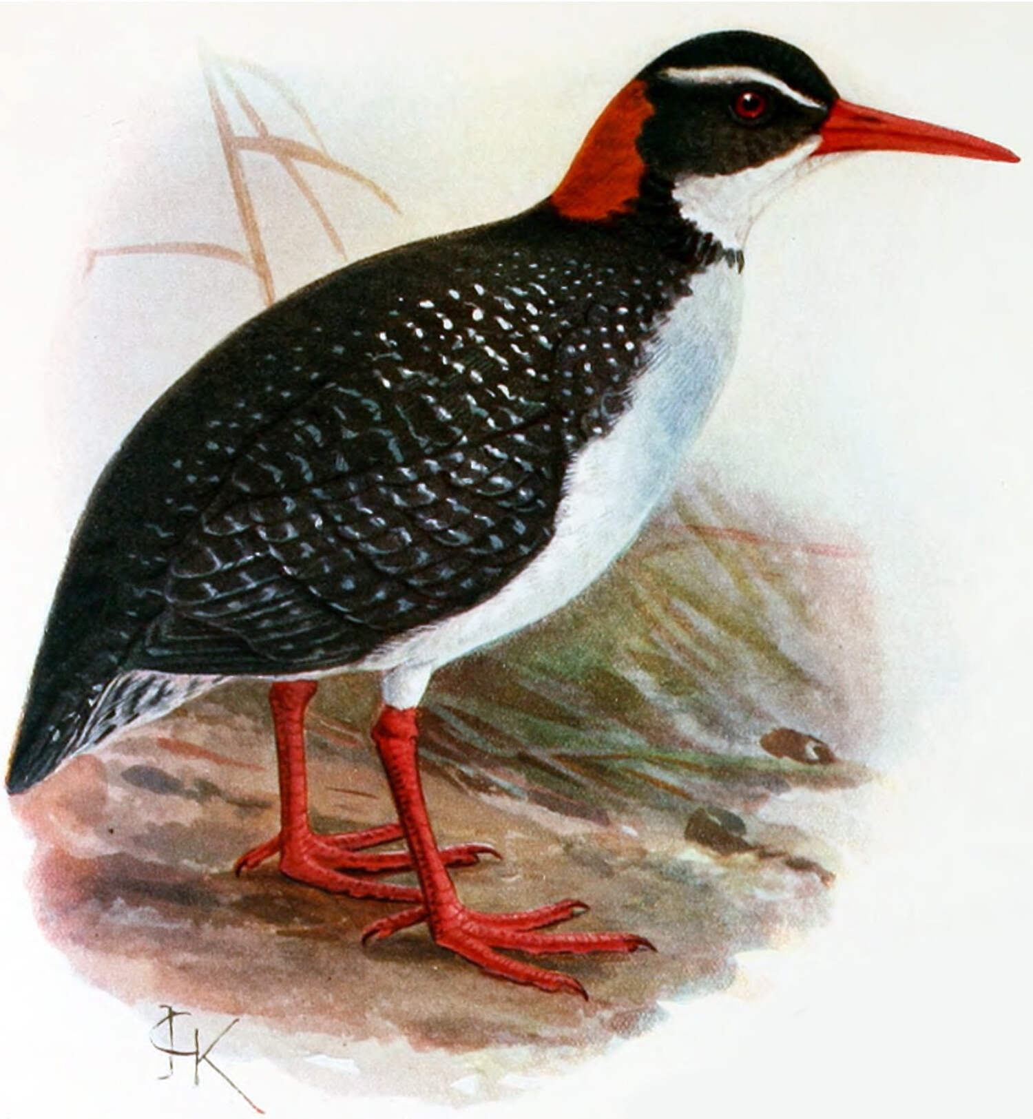 EXTINCT TAHITI RAIL BIRD GLOSSY POSTER PICTURE PHOTO PRINT BANNER ...