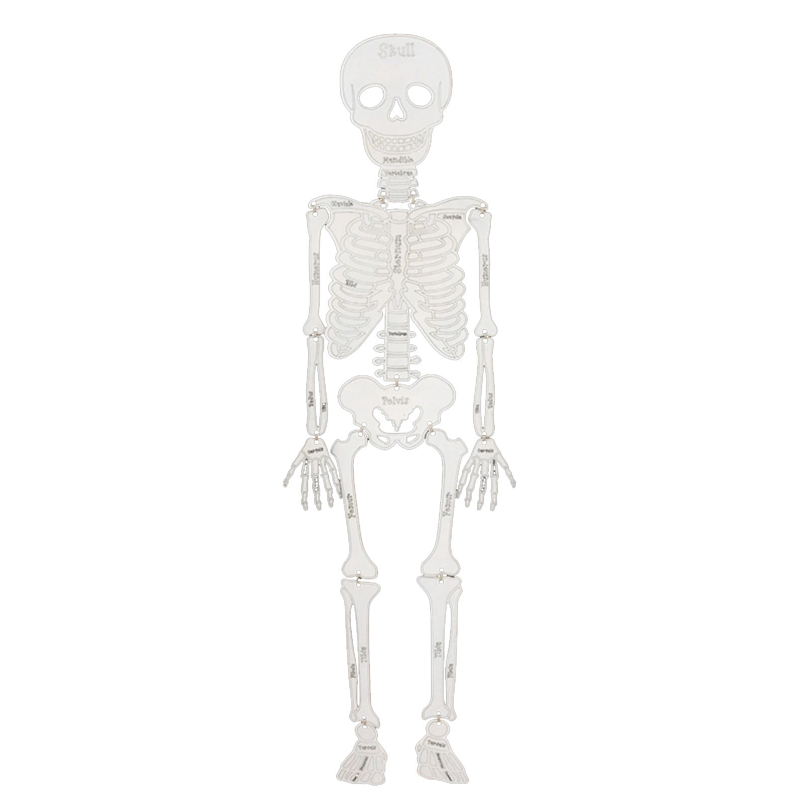 EXlal Halloween Poseable Skeleton, Full Body Skeleton with Movable ...