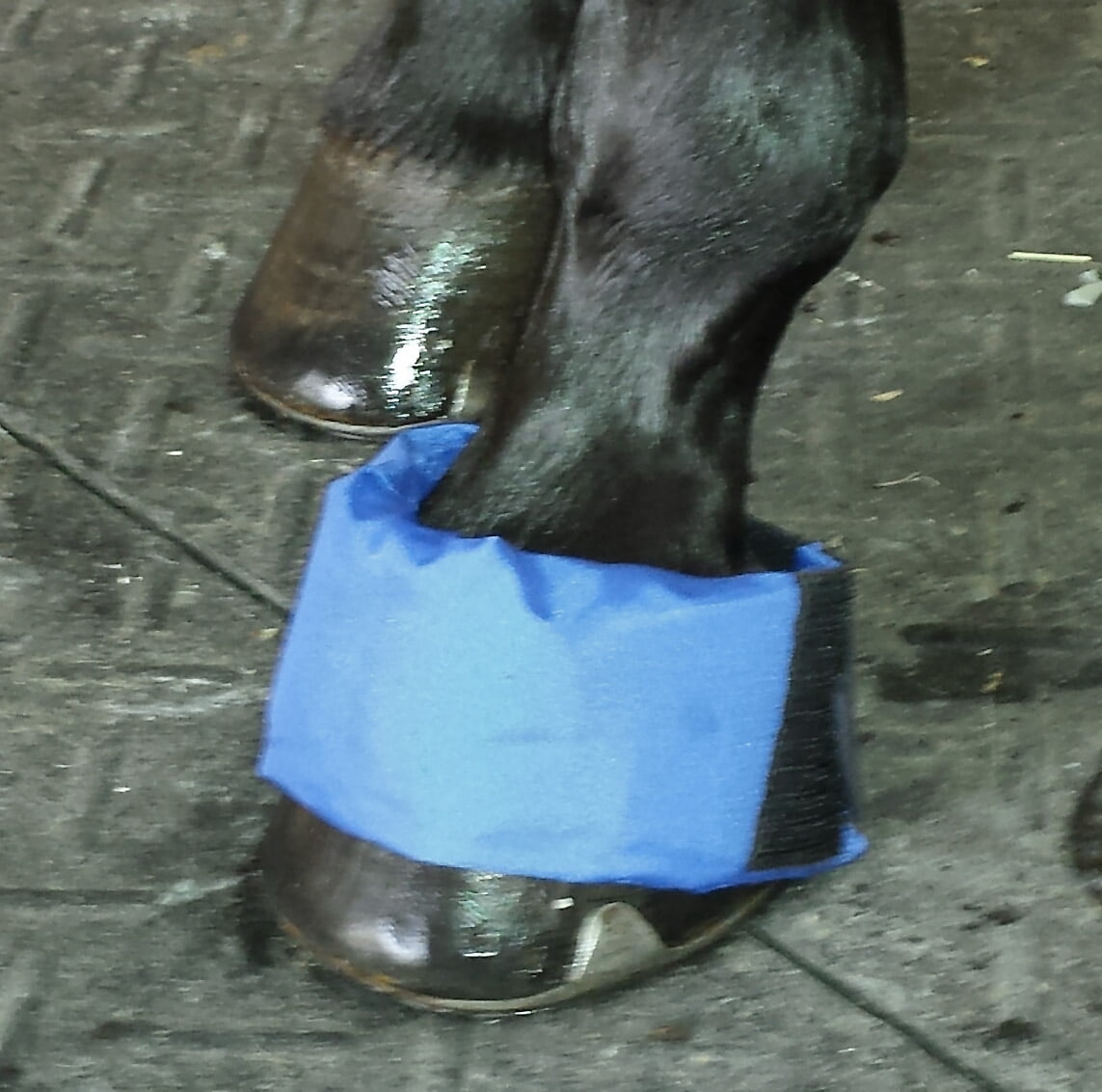 EZ Ice Blue Hoof/Founder Pack - Walmart.com