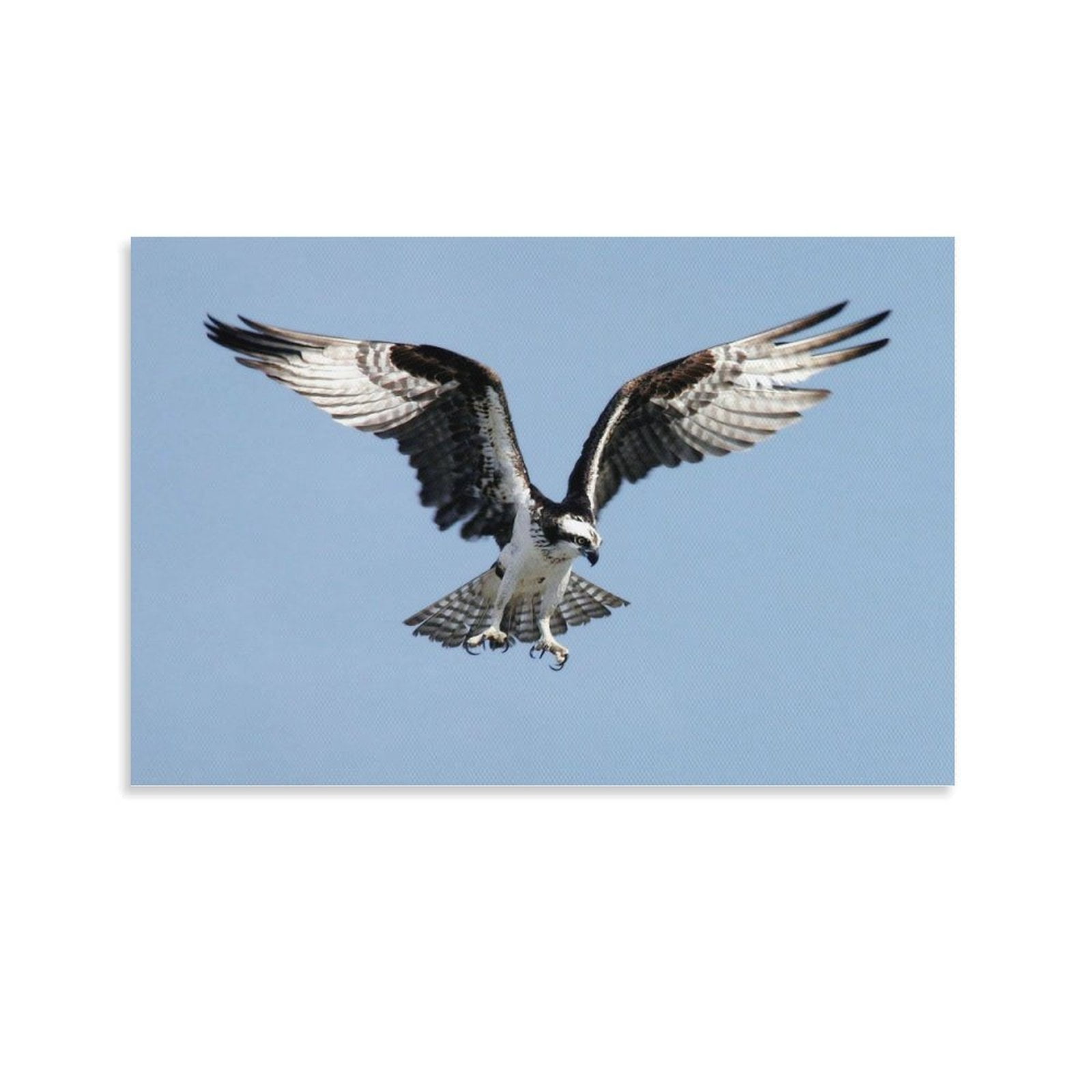 Eagle Golden Eagle Peregrine Falcon Hawk Raptor (54) Canvas painting ...