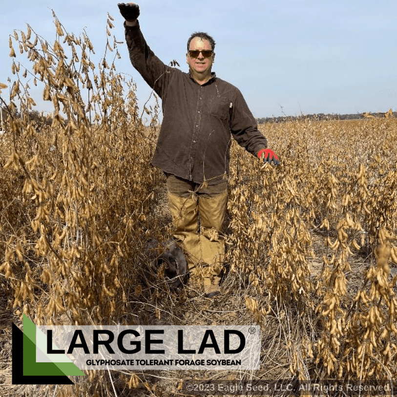 Eagle Seed Large Lad Forage Soybean, Glyphosate Tolerant, Food Plot Mix ...