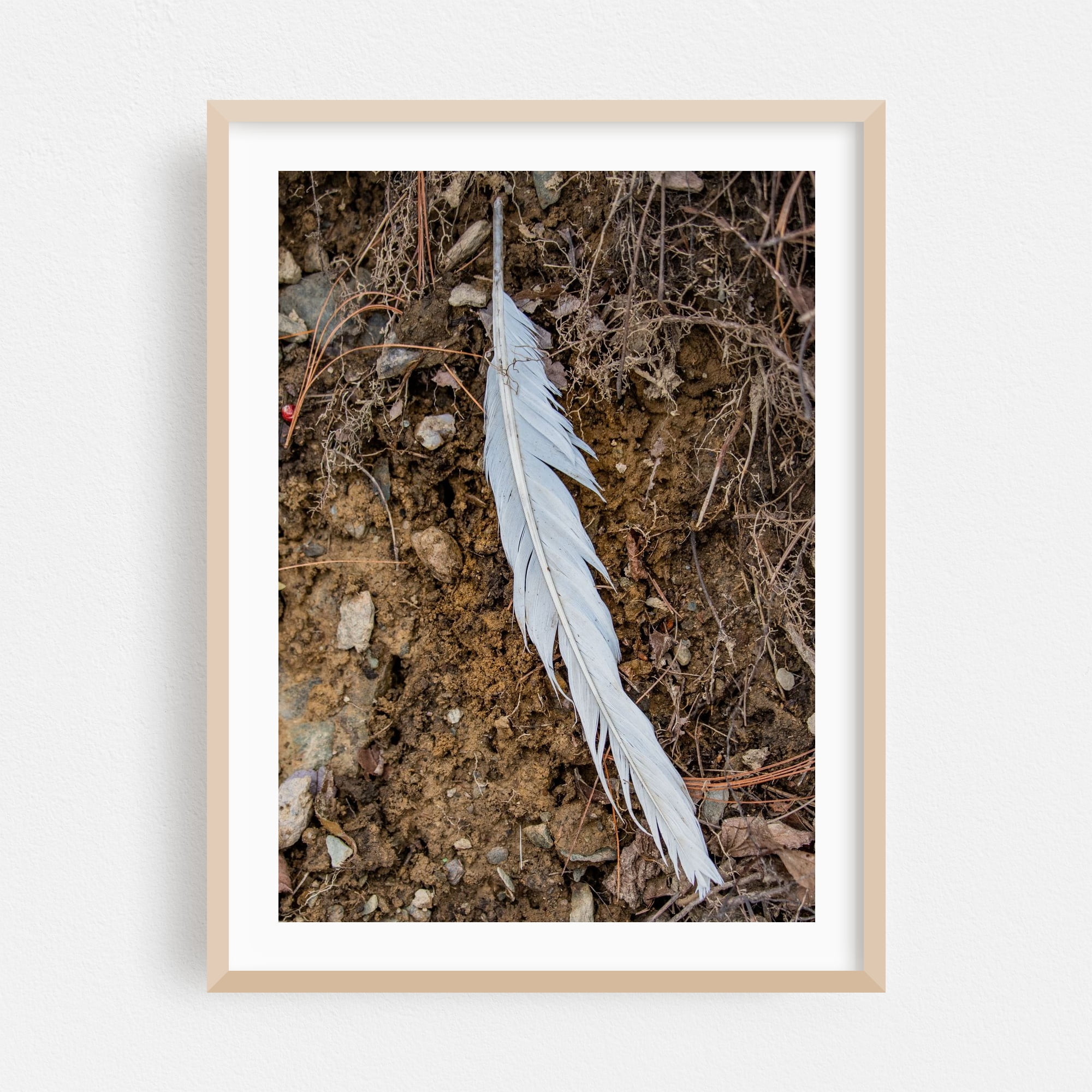 Eagle's Feather - Pennsylvania Photography Nature Abstract Wildlife ...
