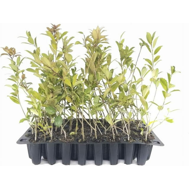 Eagleston Holly Tree 3 Live Plants Ilex X Attenuata Beautiful Red ...