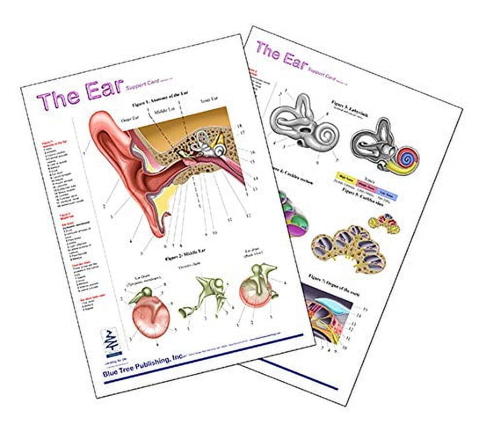 Ear Anatomical Chart Laminated Card for Audiologist and Hearing ...