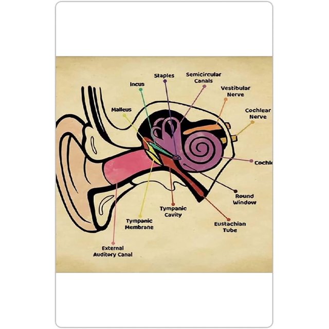 Ear Anatomy Chart Metal Signs Wall Decor Aluminium Sign Ear Infographic ...