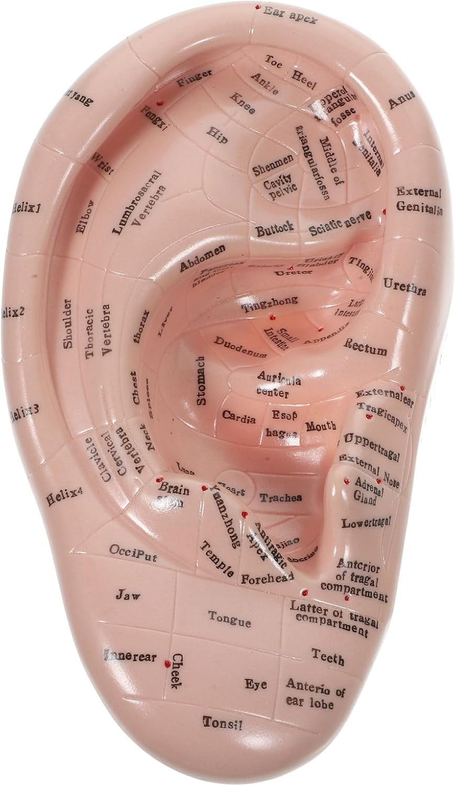 Ear Model Reflexology Acupoint Learning Display Laboratory Supplies Ear ...