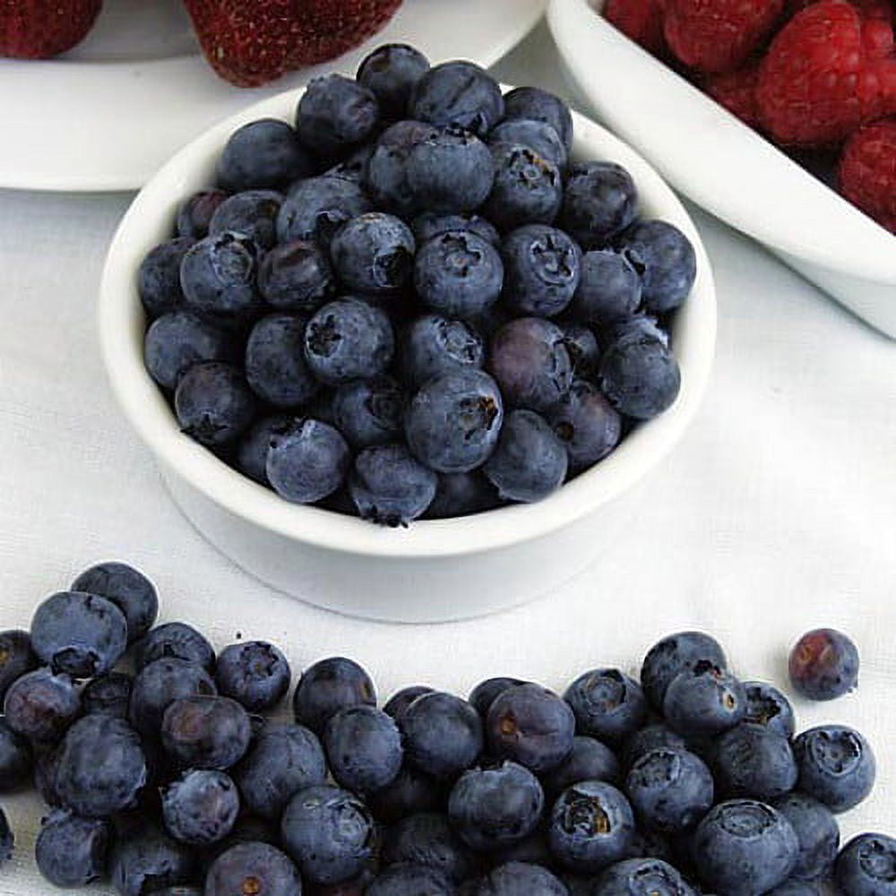 Earliblue Blueberry Plant - Early/Large Berries/Sweet - 4" Pot - No ...