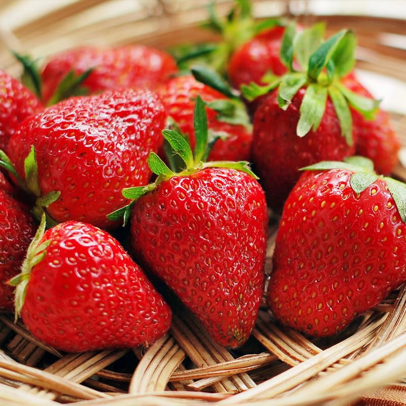 Earliglow Strawberry Live Plants - 10 Roots Per Pack - Ready to Plant ...
