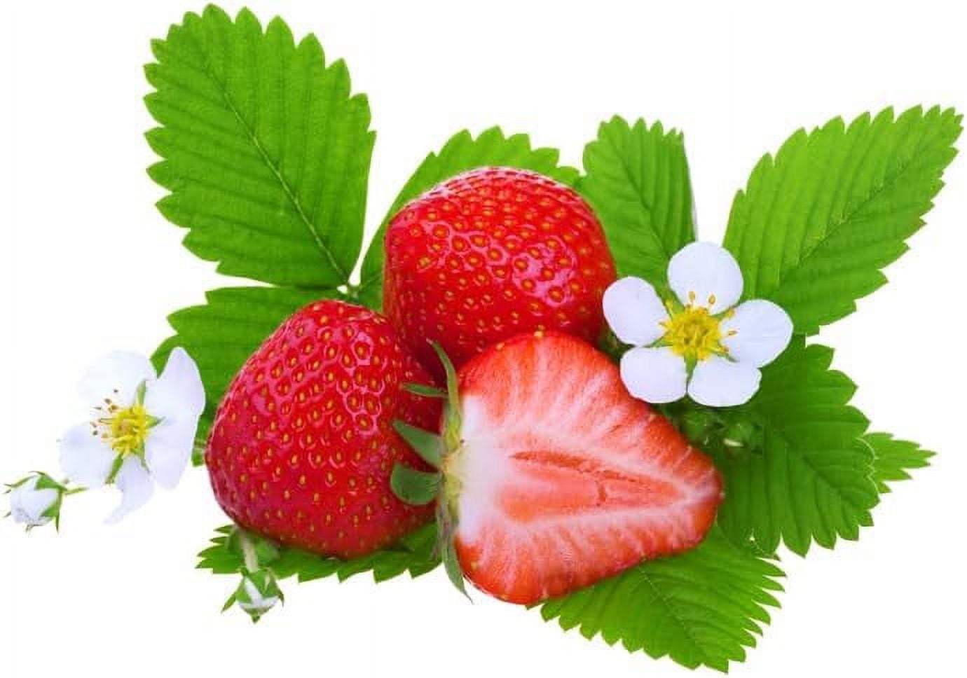 Earliglow Strawberry Plants - Bare Root Plants to Grow Strawberries ...