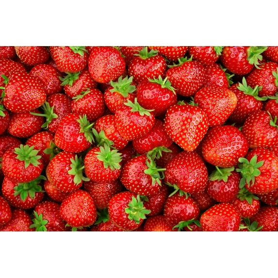 Earliglow Strawberry Plants for Growing - June Bearing, Grow Your Own ...