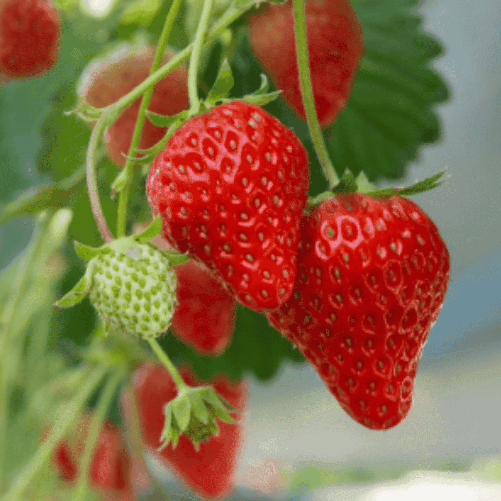 Earliglow Strawberry Roots – Bare Root Plants | Early Season June ...