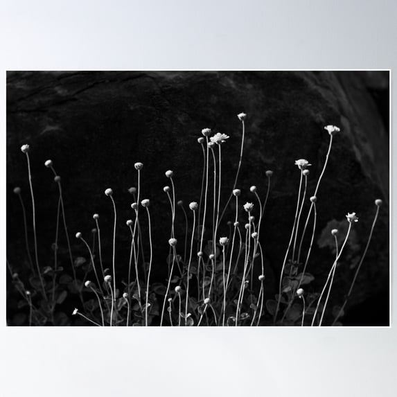 Early Bloomer Poster Wall Art, Modern Wall Decor For Living Room ...