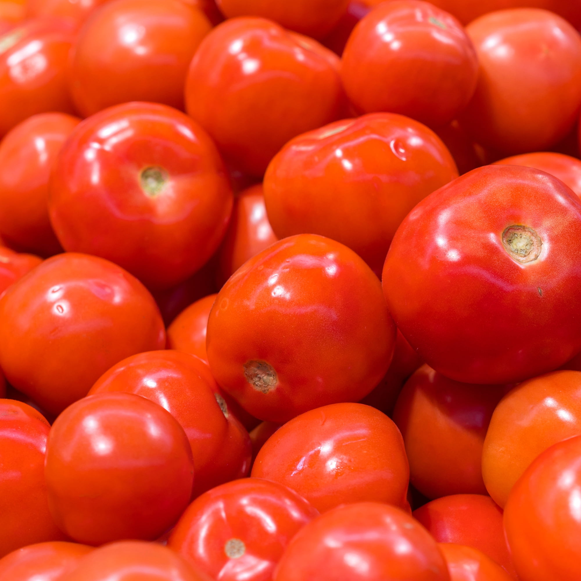 Early Choice Red F1 Hybrid Tomato Seeds - 1 Oz ~6800 Seeds - Non-GMO ...