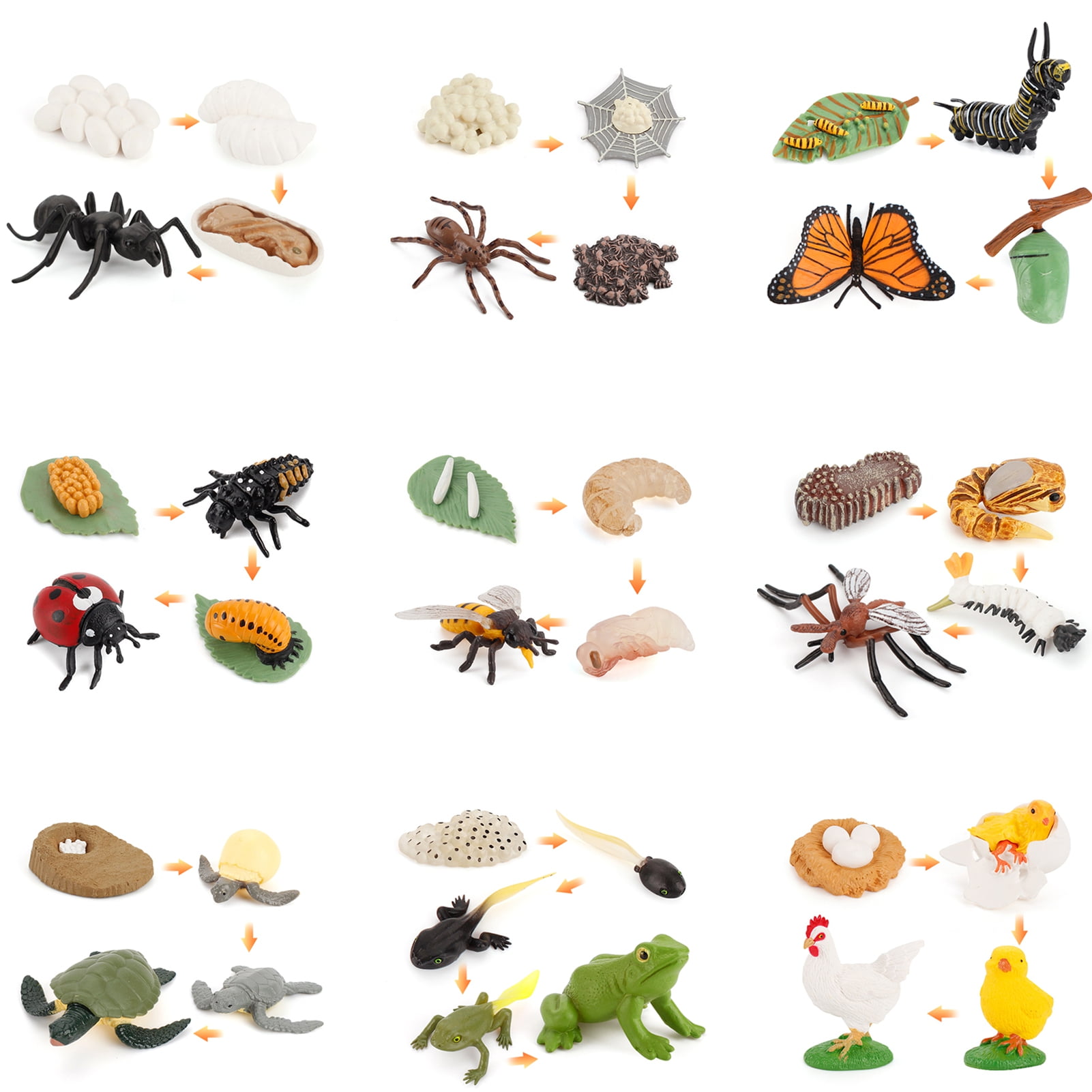 Early Educational Toy Realistic Animal Design Growth Cycle Plastic ...