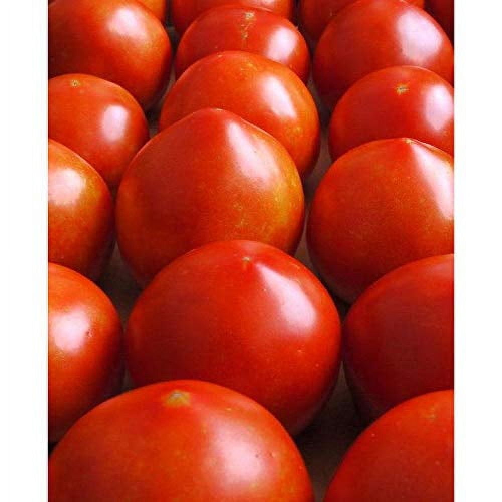 Early Girl Tomato - One of The Earliest Tomatoes(25 - Seeds) - Walmart.com