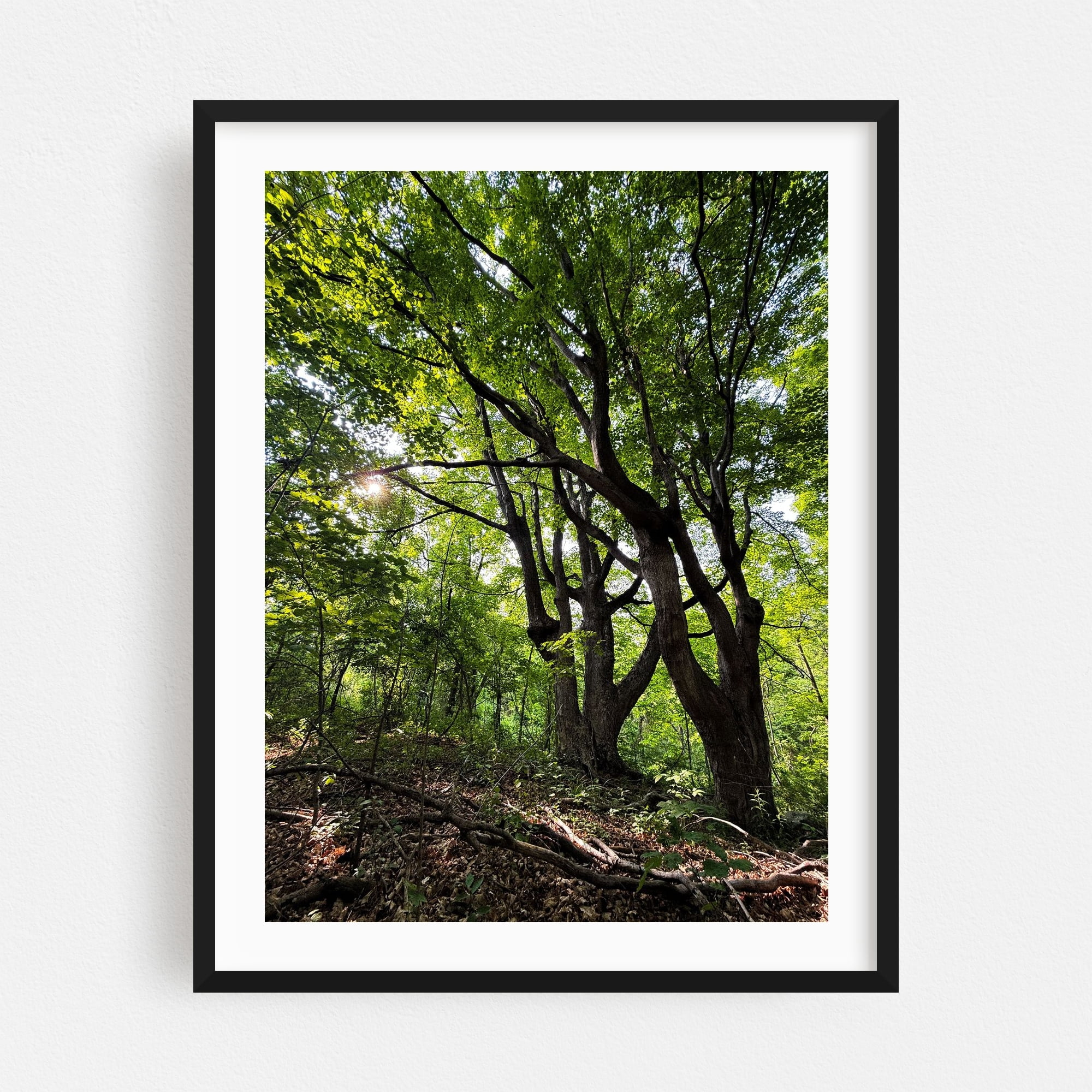 Early June, Late Spring, Pre-Summer - New York Photography Woodland ...