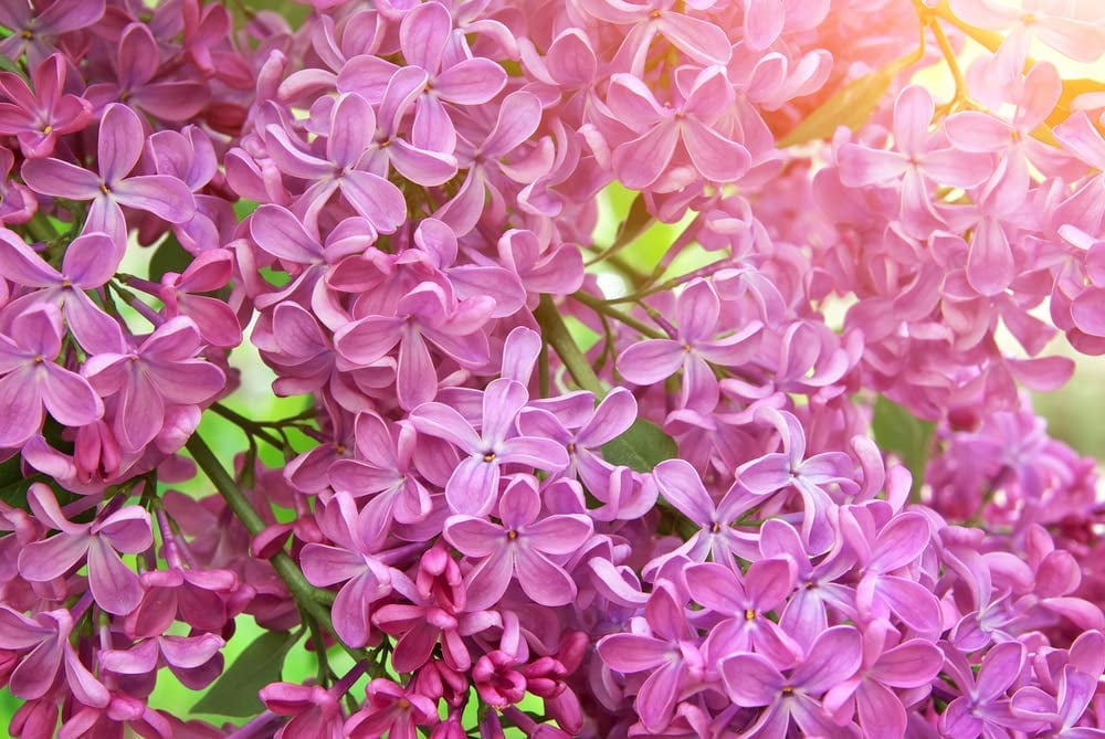 CZ Grain Early Pink Lilac Seeds | 100+ Seeds for Planting | Stunning ...