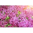 CZ Grain Early Pink Lilac Seeds | 100+ Seeds for Planting | Stunning ...