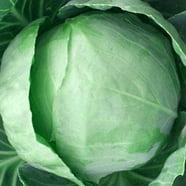 All Seasons Cabbage Seeds 1 g ~300 Seeds - Heirloom, Non-GMO Vegetable ...