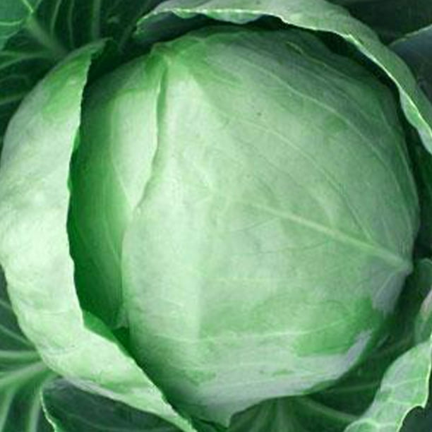 Sustainable Seed Company Early Round Dutch Cabbage Seeds - 1 g ~300 ...