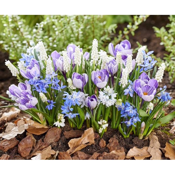Crocus Bulbs in Plant Bulbs - Walmart.com