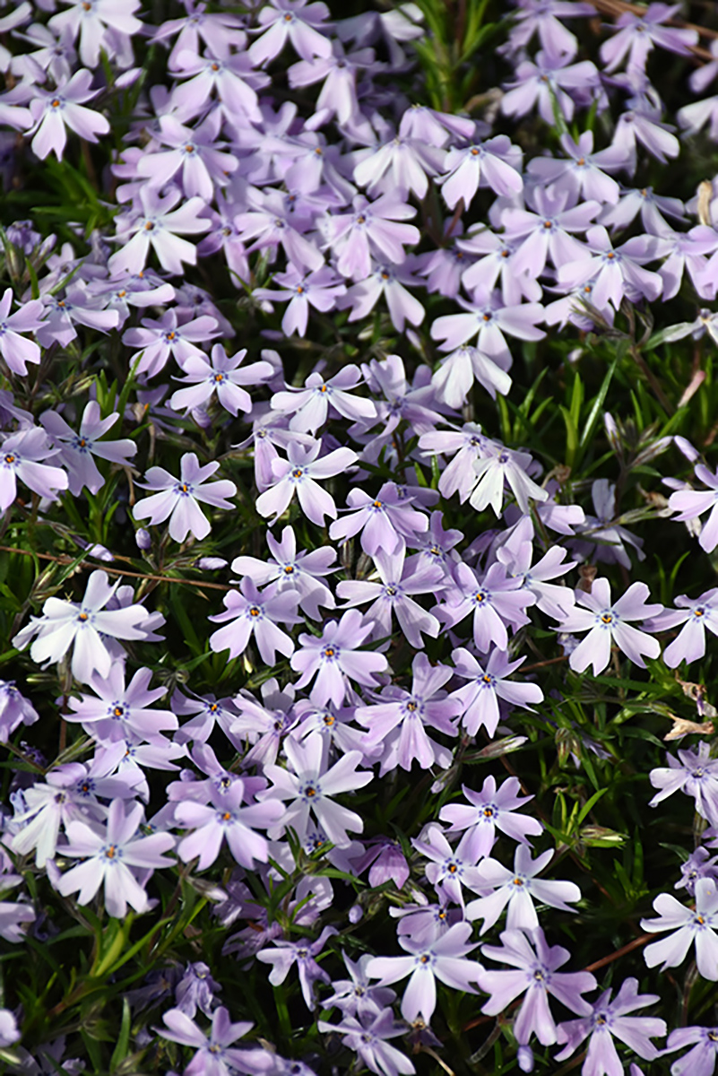 Early Spring® Lavender Creeping Phlox Perennial - Quart Pot - Walmart.com