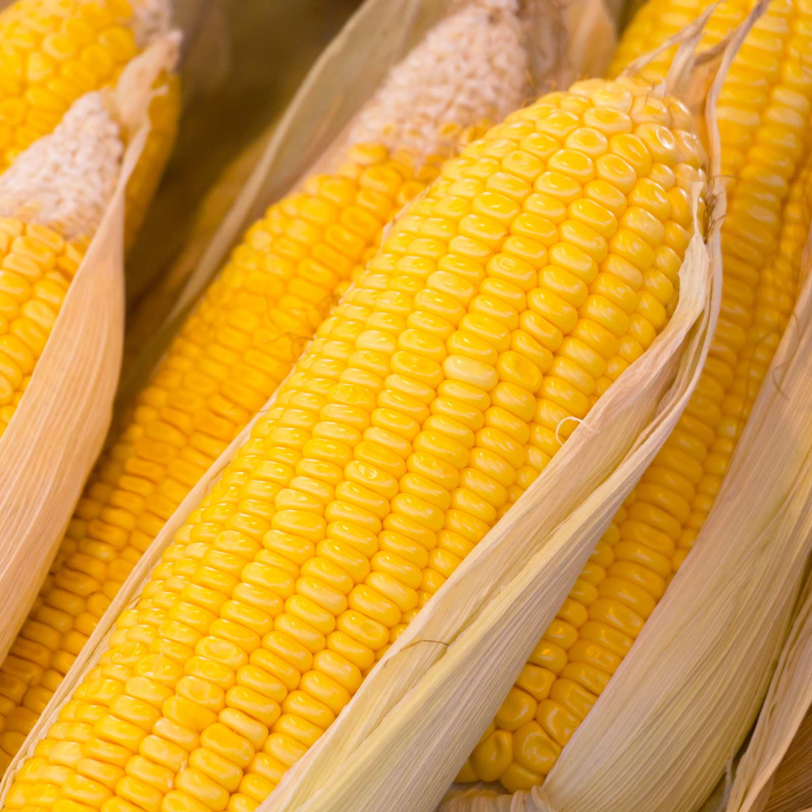 Early Sunglow Hybrid Corn Garden Seeds - 1 Lb - Non-GMO, SU, Cold ...