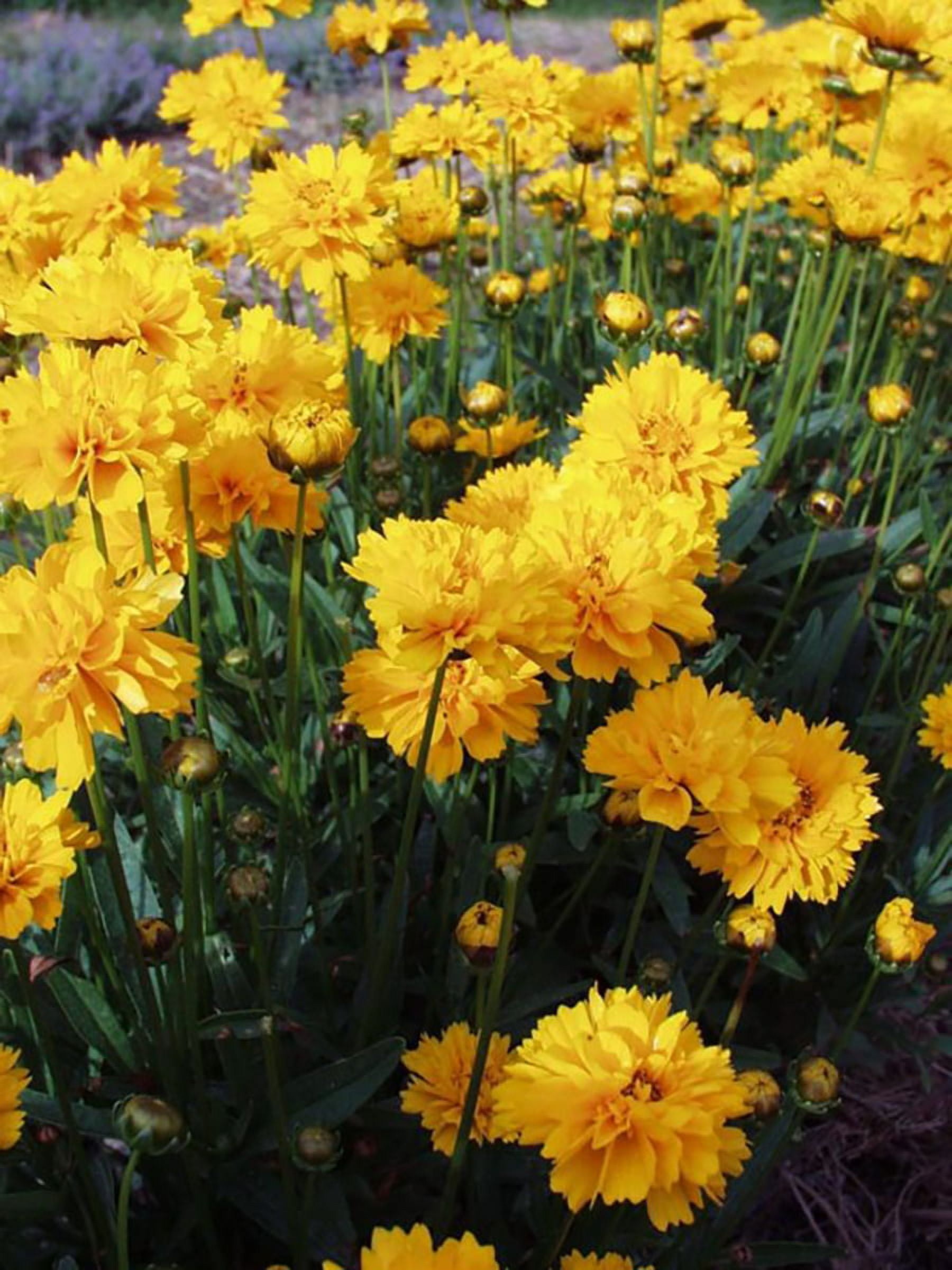 Early Sunrise Coreopsis AAS Gold Medal Perennial - Live Outdoor Full ...