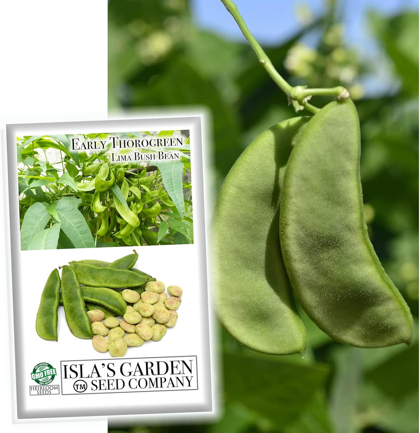 Early Thorogreen Bush Lima Bean Seeds, 50 Heirloom Seeds Per Packet Non ...