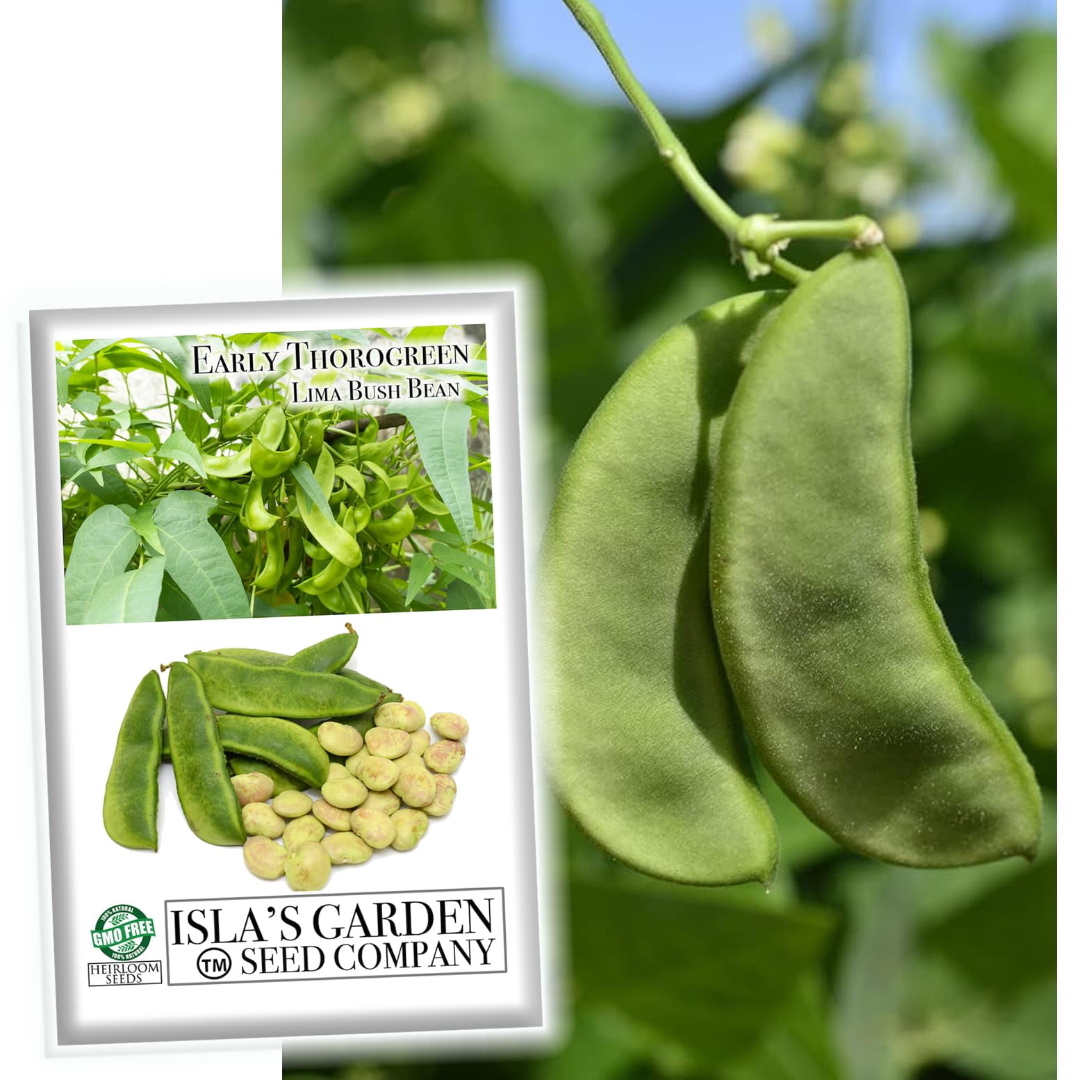 Early Thorogreen Bush TWE5 Lima Bean Seeds, 50 Heirloom Seeds Per ...