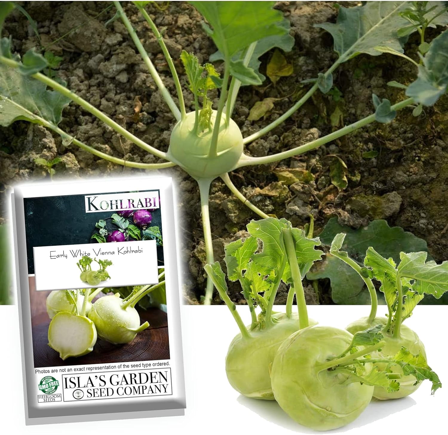 Early White Vienna Kohlrabi Seeds, 300 Heirloom Seeds Per Packet, Non ...