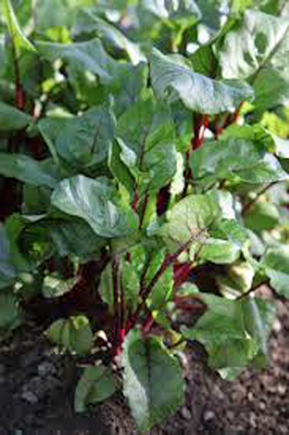 Early Wonder Beet Seeds - 100 Count Seed Pack -Abundant Greens ...