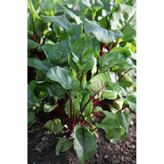 Early Wonder Beet Seeds - 100 Count Seed Pack -Abundant Greens ...