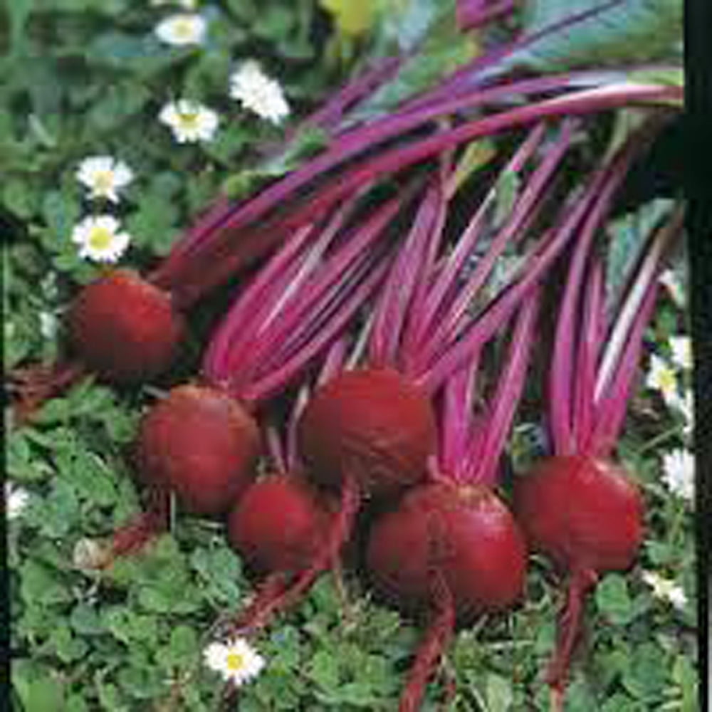 Early Wonder Beet Seeds - 200 Count Seed Pack -Abundant Greens ...