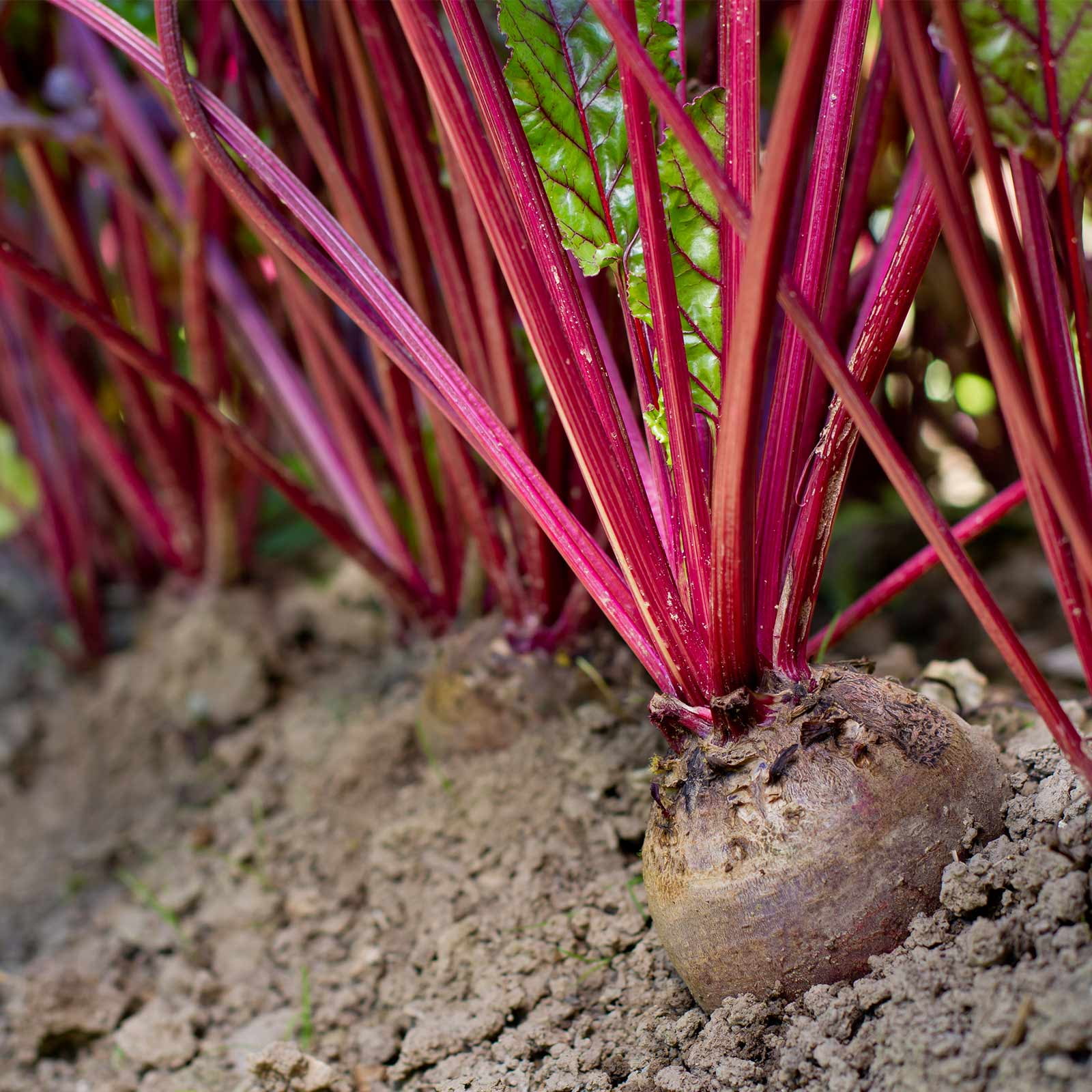 Early Wonder Tall Top Beet Seeds - 4 Oz - Non-GMO, Heirloom - Vegetable ...