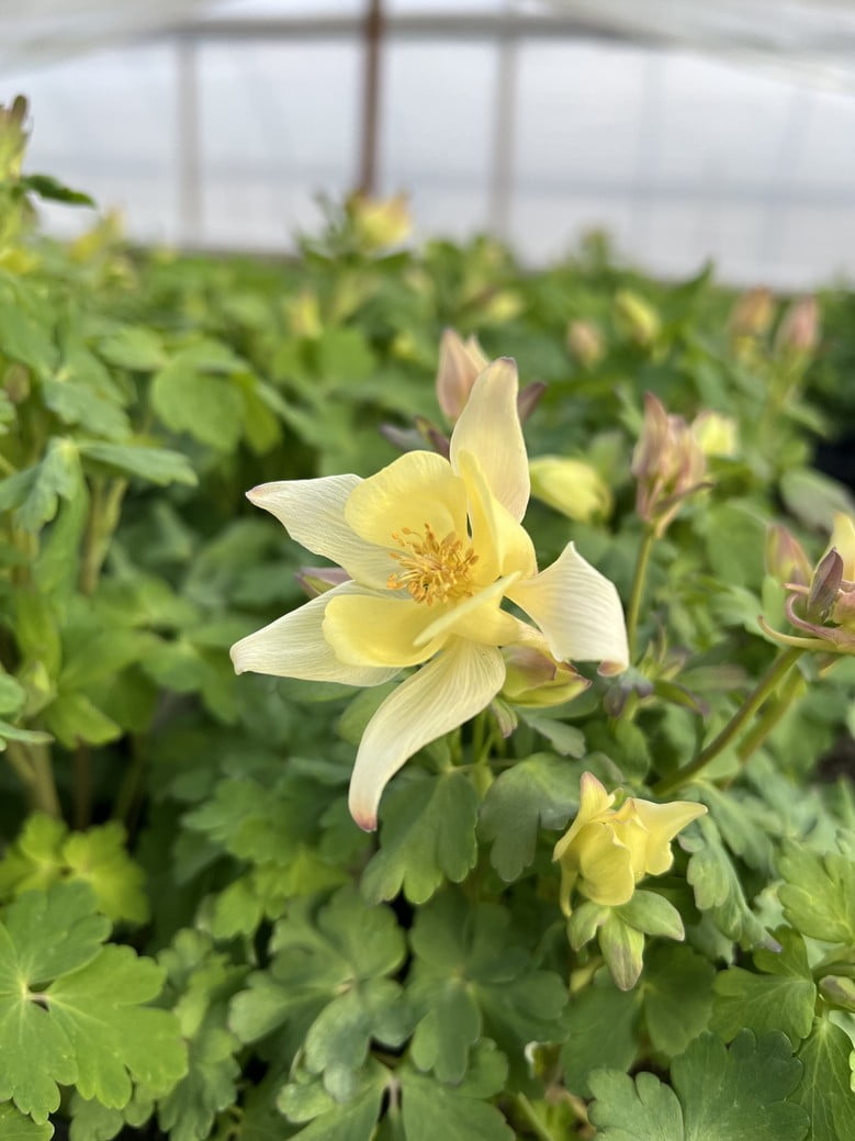 Earlybird™ Yellow Columbine - Aquilegia - Quart Pot - Walmart.com