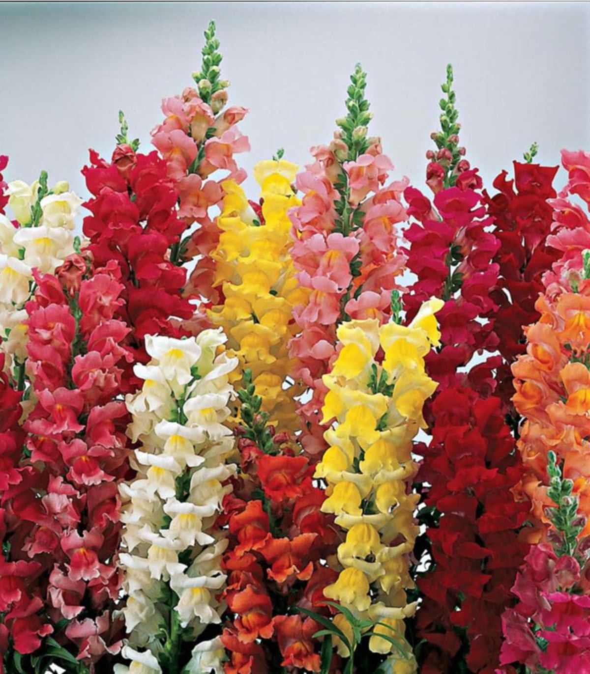 Earthcare Seeds, Snapdragon Mix, 2000 Heirloom Open-Pollinated Seeds ...