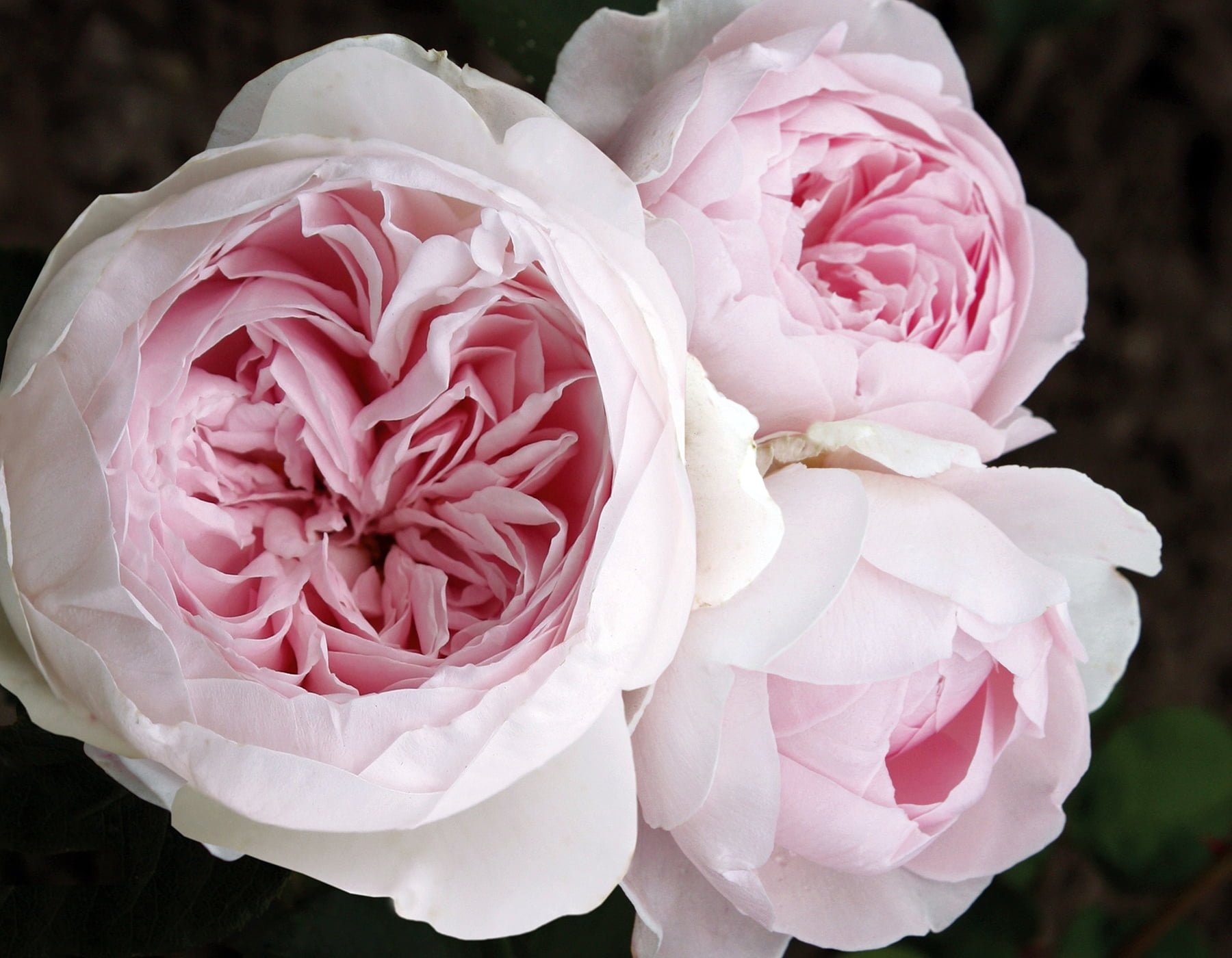 Earth Angel™ Floribunda Rose - Soft Pink Blooms - 4" Pot - Walmart.com