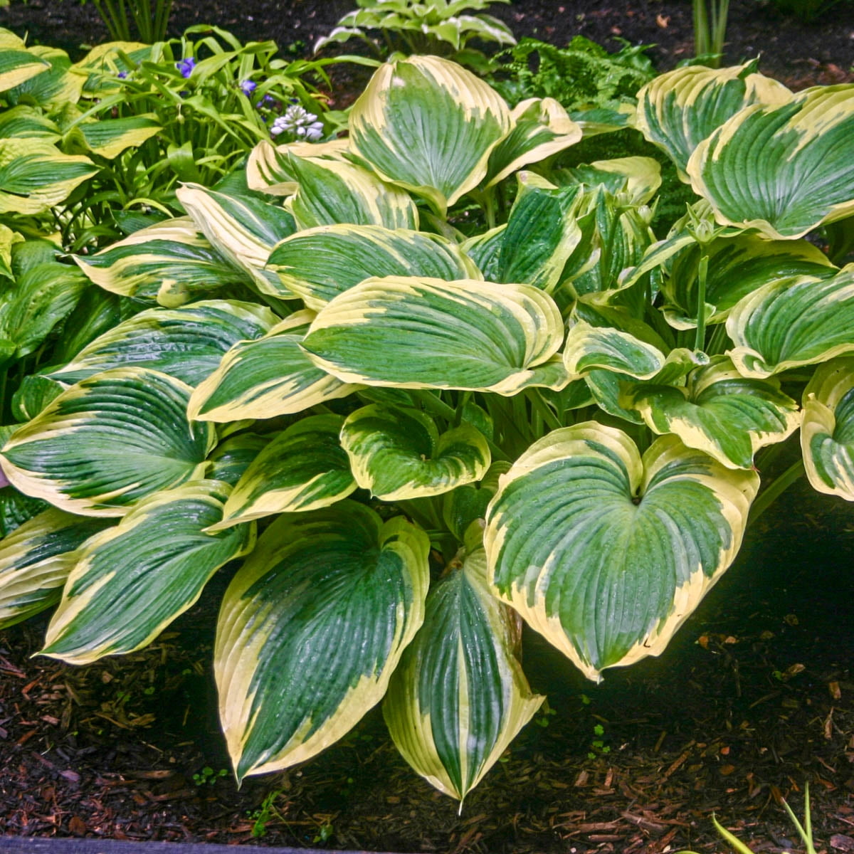 Earth Angel Hosta Potted Perennial Plant, in a 2.25 Gal. Pot - Walmart.com