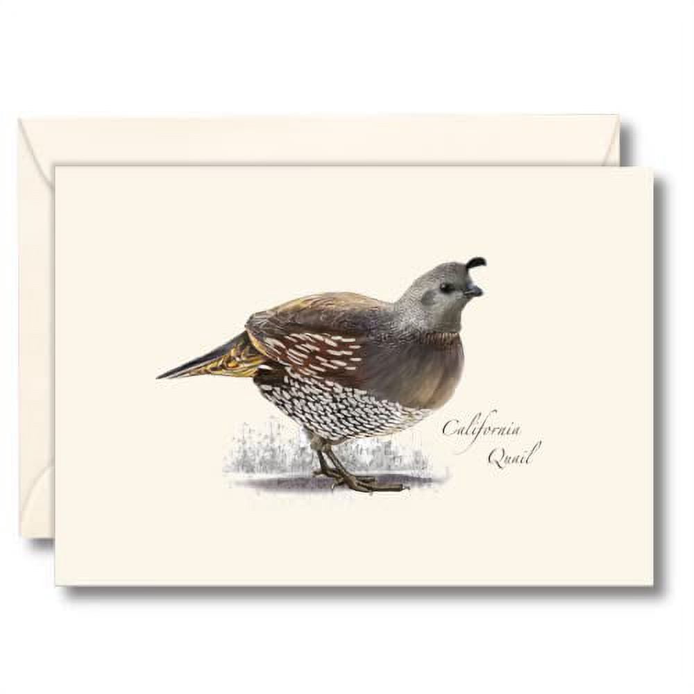 Earth Sky + Water - California Quail Notecard Set - 8 Blank Cards with ...