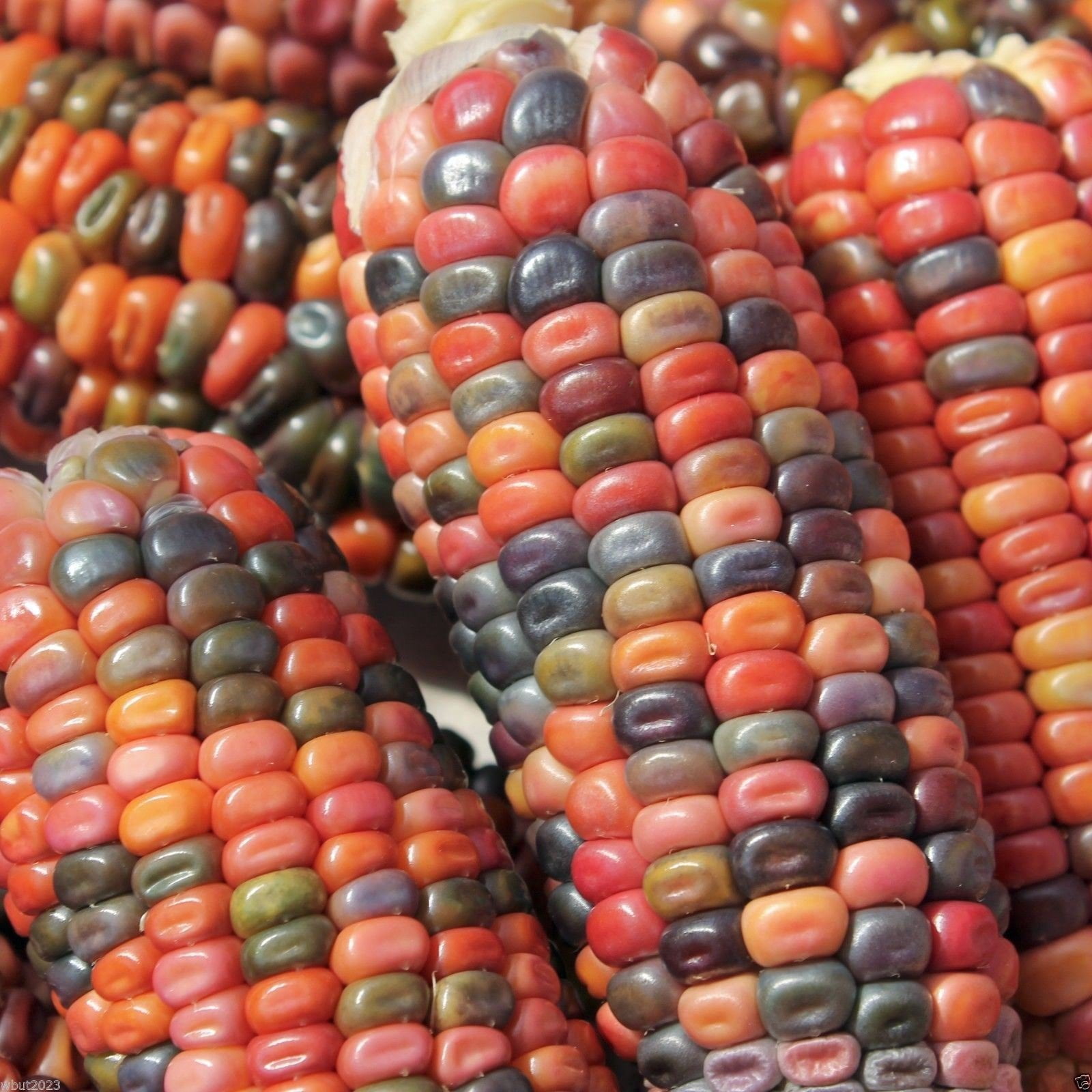 Earth Tones Dent Corn Seed -Tones of Gold,Bronze,Mauve-Pink,Green,Brown ...