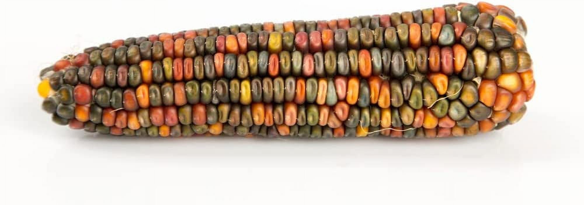 Earth Tones Dent Corn Seeds for Planting - 50 Seeds to Grow - Walmart.com