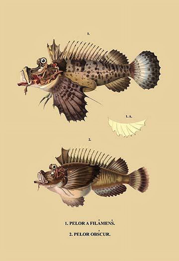 Earth tone - colored rock fish with spiny dorsal fins. Poster Print by ...
