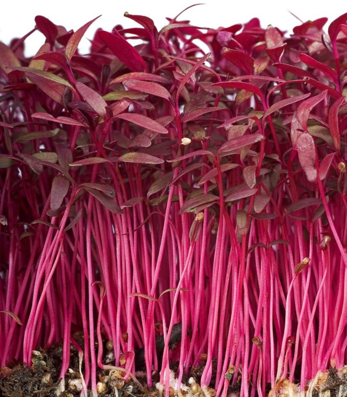 Earthcare Seeds - Amaranth Red Garnet 6,000 Seeds (Amaranthus Cruentus ...