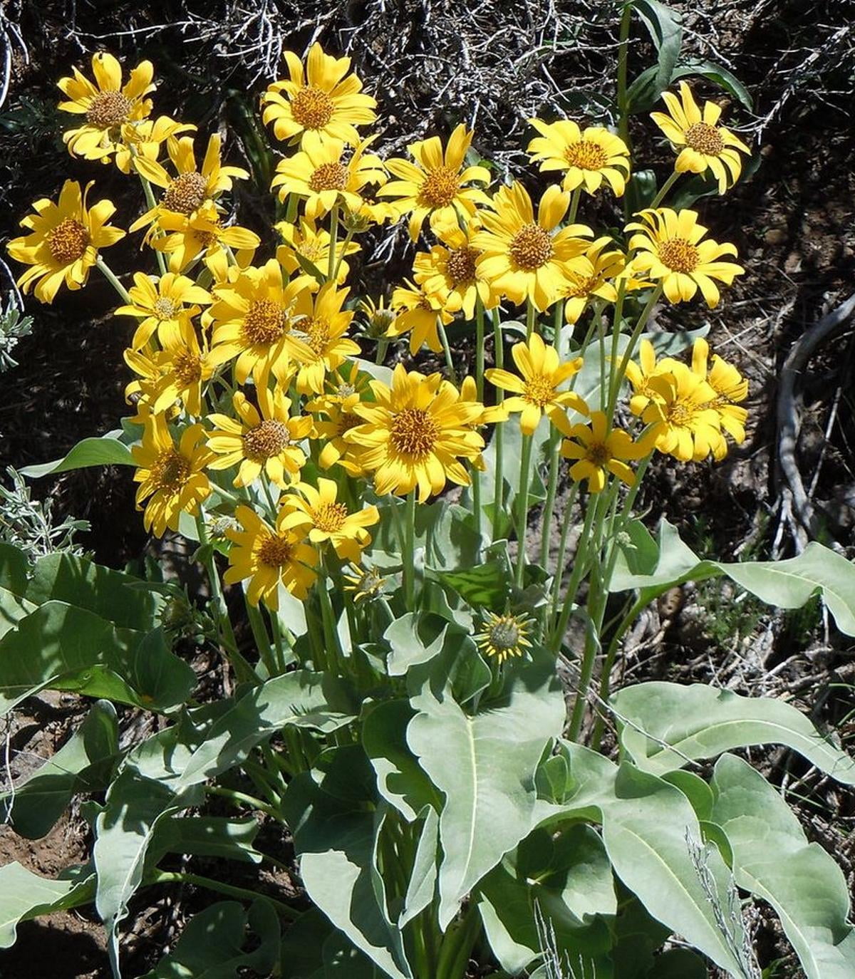 Earthcare Seeds - Arrowleaf Balsamroot 125 Native Flower Seeds ...